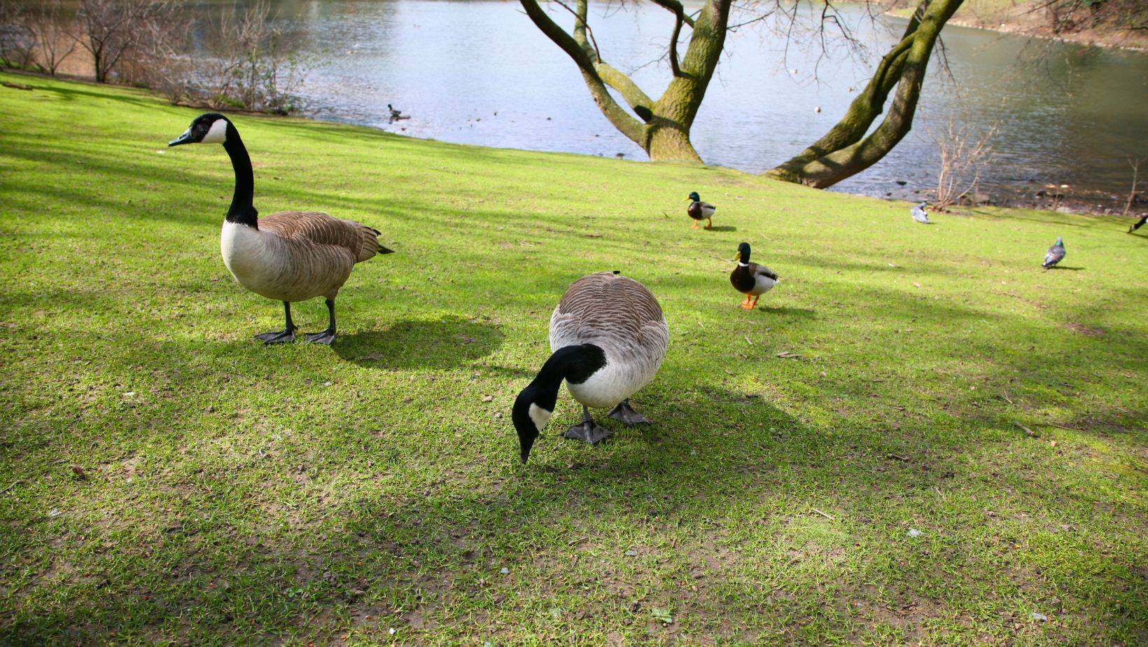 Affordable Goose Poop Removal | Swoop Champ | 2025